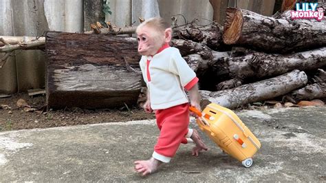 Monkey Lilys Unsettled Picnic Youtube