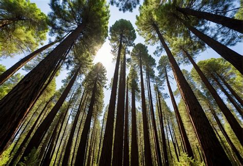 Northern California Pine Trees A Guide To The Different Species