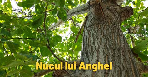 Nucul Lui Anghel Din Tătărași Iași Iasilife