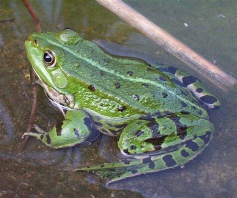 La Grenouille Verte Rospo Animali Anfibi
