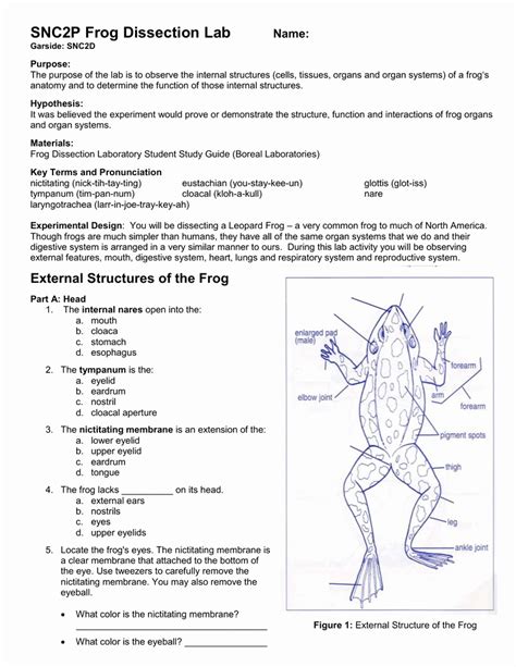 50 Frog Dissection Worksheet Answer Key Chessmuseum Template Library