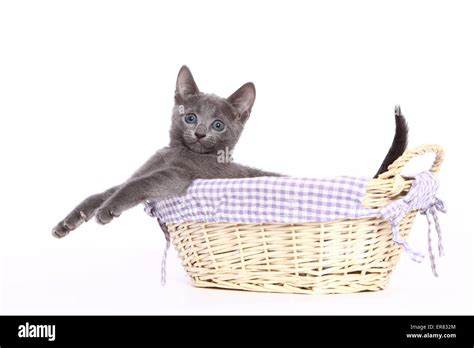 Russian Blue Kitten Stock Photo Alamy