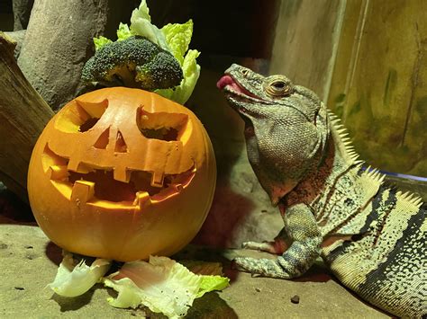 The Tiniest Blup From Nadine R Blup