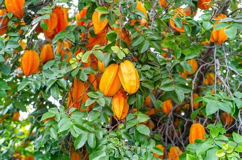 Dwarf Star Fruit Tree