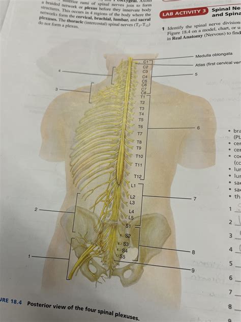 Four Spinal Plexus Diagram Quizlet