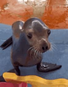 Sea Lion  S Tenor