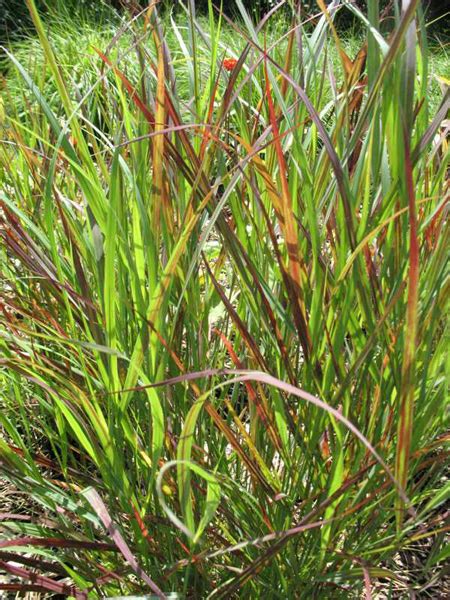 Switch Grass Cornell Botanic Gardens