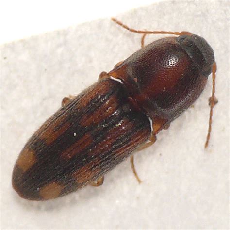 Conoderus Bellus Monocrepidius Bellus Bugguidenet