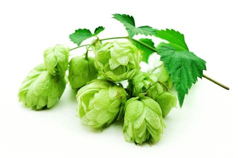 10 Amazing Health Benefits Of Hops Natural Food Series