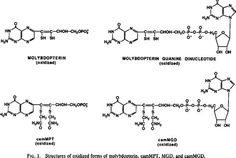 Molybdopterin Guanine Dinucleotide Semantic Scholar