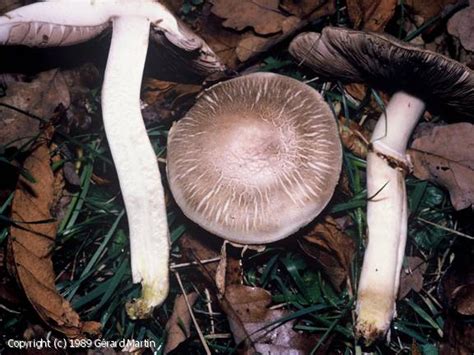 Світ грибів України Agaricus Velenovskyi
