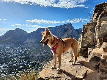 Mongrel Wikipedia