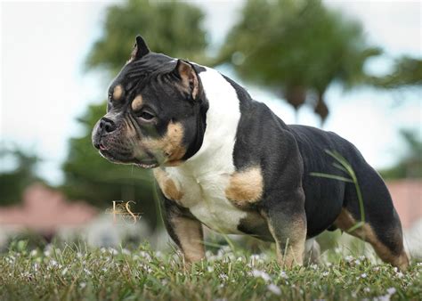 American Bully Coat Colors And Genetics 2025 Guide