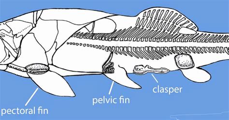 The Dragons Tales Claspers For Sex In Placoderm Fish