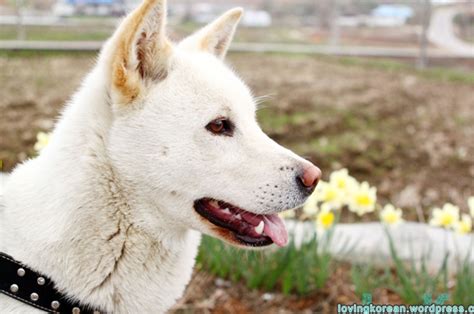 진도견 진돗개 ★ 진돗개의 성격 진돗개 특징 네이버 블로그