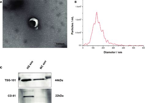 Characteristics Of Bv2 Exosomes A Morphology Of The Bv2 Exosomes Download Scientific Diagram