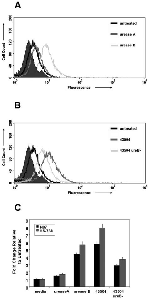Cd74 Expression By Gastric Epithelial Cell Lines Exposed To Urease B Is Download Scientific