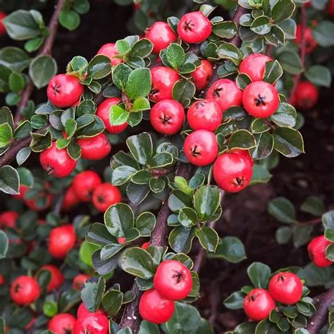 Cranberry Cotoneaster For Sale Online The Tree Center