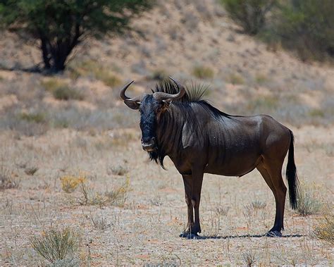 Blue Wildebeest Gnu Artofit