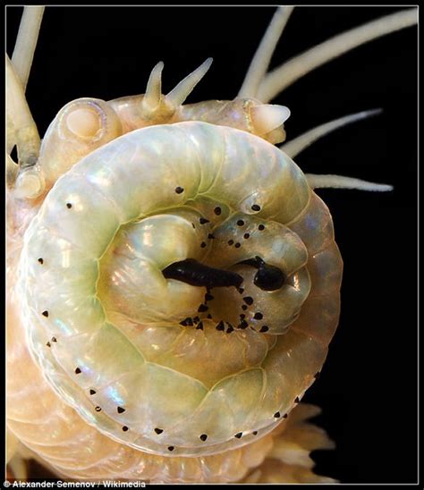 New Material Inspired By The Gelatinous Jaw Of A Sea Worm Daily Mail