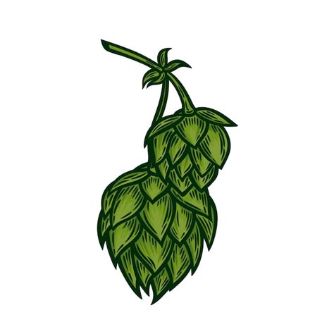 Premium Vector Hops In The Style Of Line Drawing