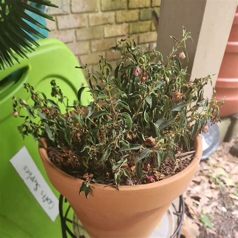 🌸 5 Fuchsias Varieties You Didnt Know About