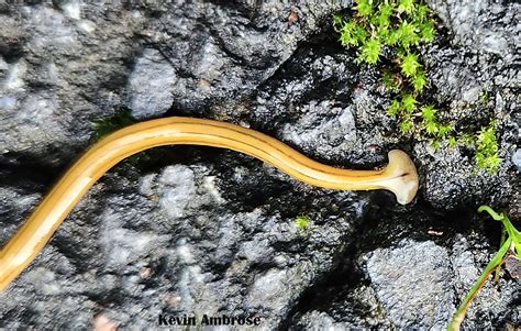 Bipalium Planarian