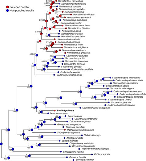 bayesian 50 majority rule consensus tree of columneinae resulting