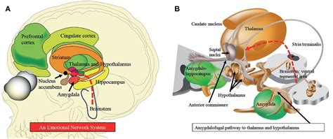Commentary Tractography Guided Anterior Capsulotomy For Maj