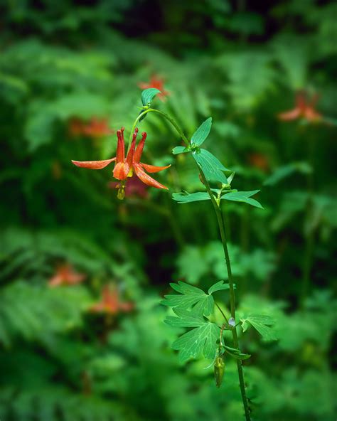 Tiny Fireworks [ Edit] Flora Critiques Nature Photographers Network