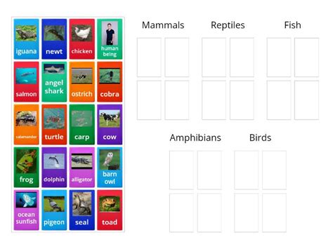 Classifying Vertebrates Sorting Examples Ordenar Por Grupo