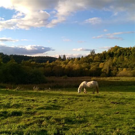 Making Room For Meadows Scottish Wildlife Trust