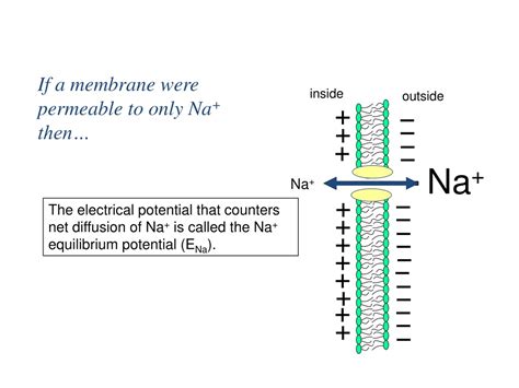 Ppt Membrane Potential Powerpoint Presentation Free Download Id359384