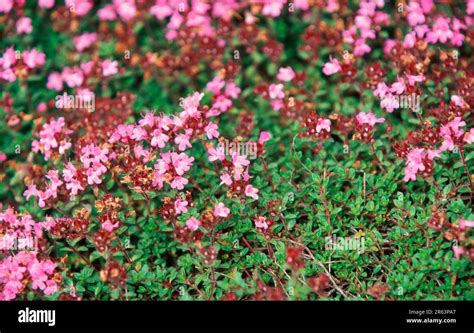 Wild Thyme Thymus Serpyllum Europe Plants Medicinal Herbs