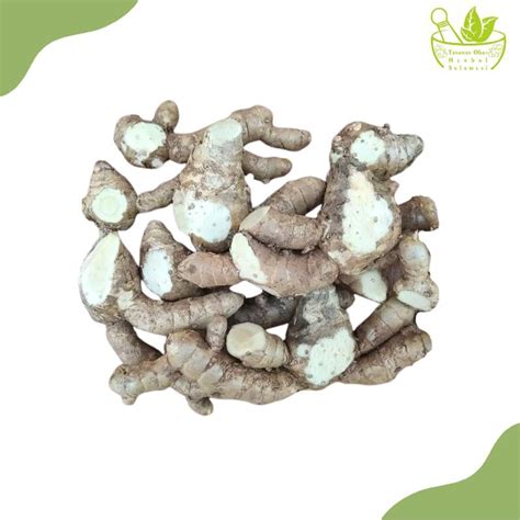 Jual Rimpang Temu Putih Segarcurcuma Zedoaria 500 Gram Shopee