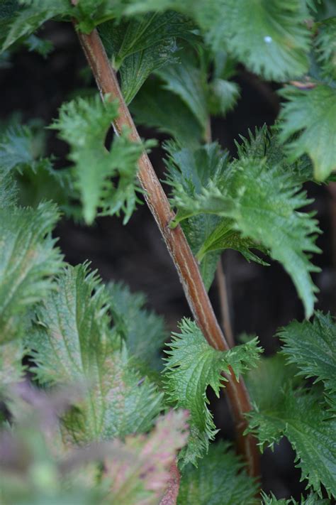 Spiraea Japonica ‘dolchica Purdue Arboretum Explorer