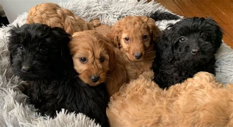 Cockapoos Leinstercanines