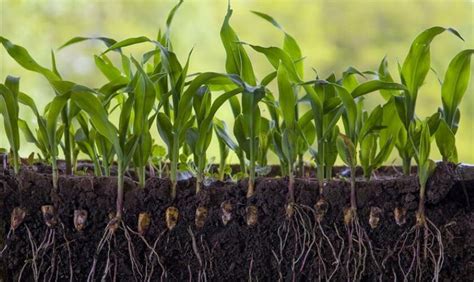A Visual And Practical Guide To Staging Corn Growth Ekonomics The