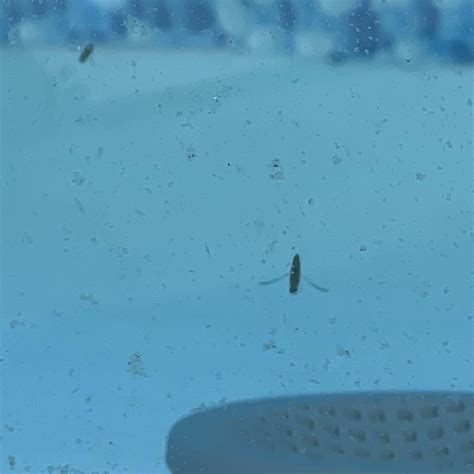 What Is This I Found This Bug In My Swimming Pool There Seems To Be More Than One R