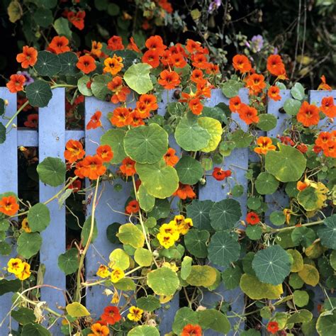 Ou Planter Capucine