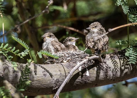 Update On Nests Vermilion Flycatchers And Annas Hummingbirds