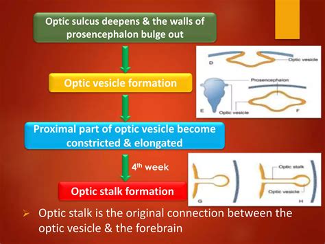 Anatomy Of Optic Nerve Optic Nerve Anatomy Blood Supply And Clinical