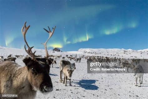 Abisko National Park Photos And Premium High Res Pictures Getty Images