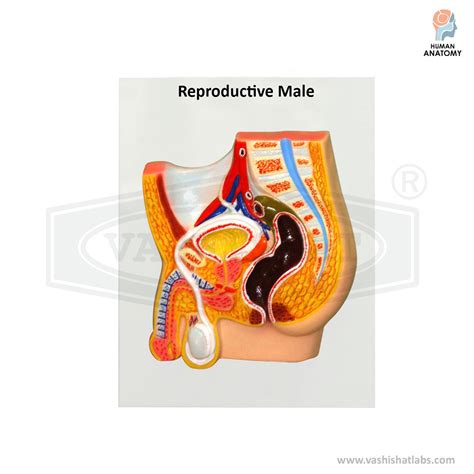 Human Reproductive System Male Model