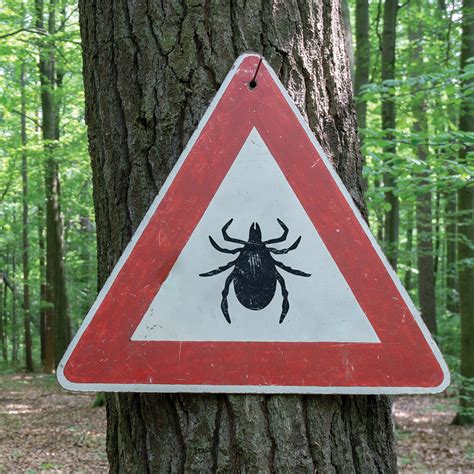 Roadmap For Overcoming Lyme Disease Naturally Well Being Journal