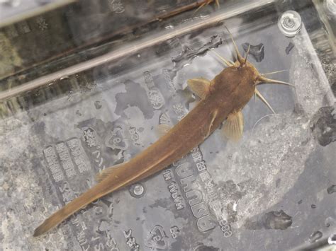 Liobagrus Reinii From 日本、〒791 3322 愛媛県喜多郡内子町知清 On August 16 2022 At 01 24 Pm By Keita Watanabe