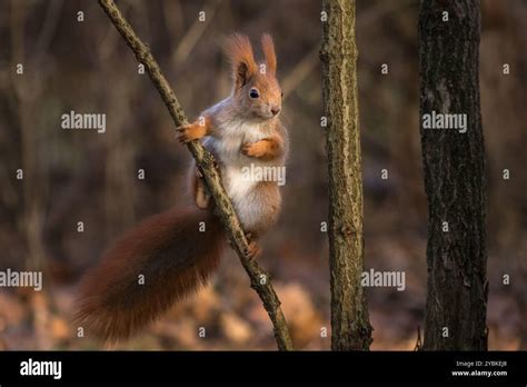 A Red Squirrel Sciurus Vulgaris With Its Cute Belly Exposed Perching On A Thin Tree Branch In