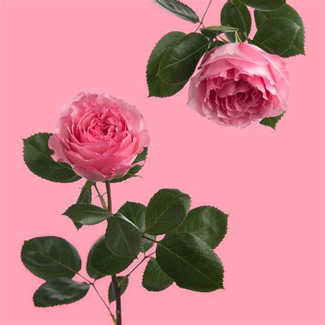 Mayra Queen Garden Rose Sami Sacha Flowers