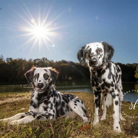 Dalmatian Retriever Mix