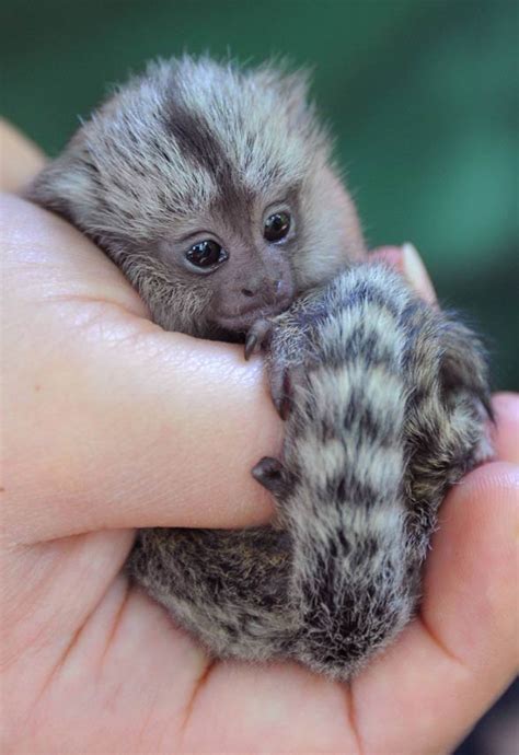 Pygmy Marmoset The Smallest Monkey In The World